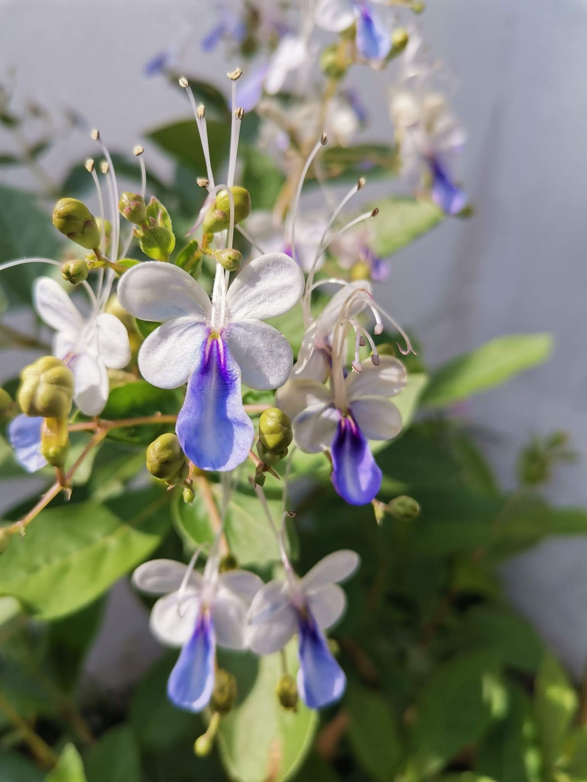 Tertunailah Hasrat Di Hati: BLUE BUTTERFLY BUSH/CLERODENDRUM UGANDENSE