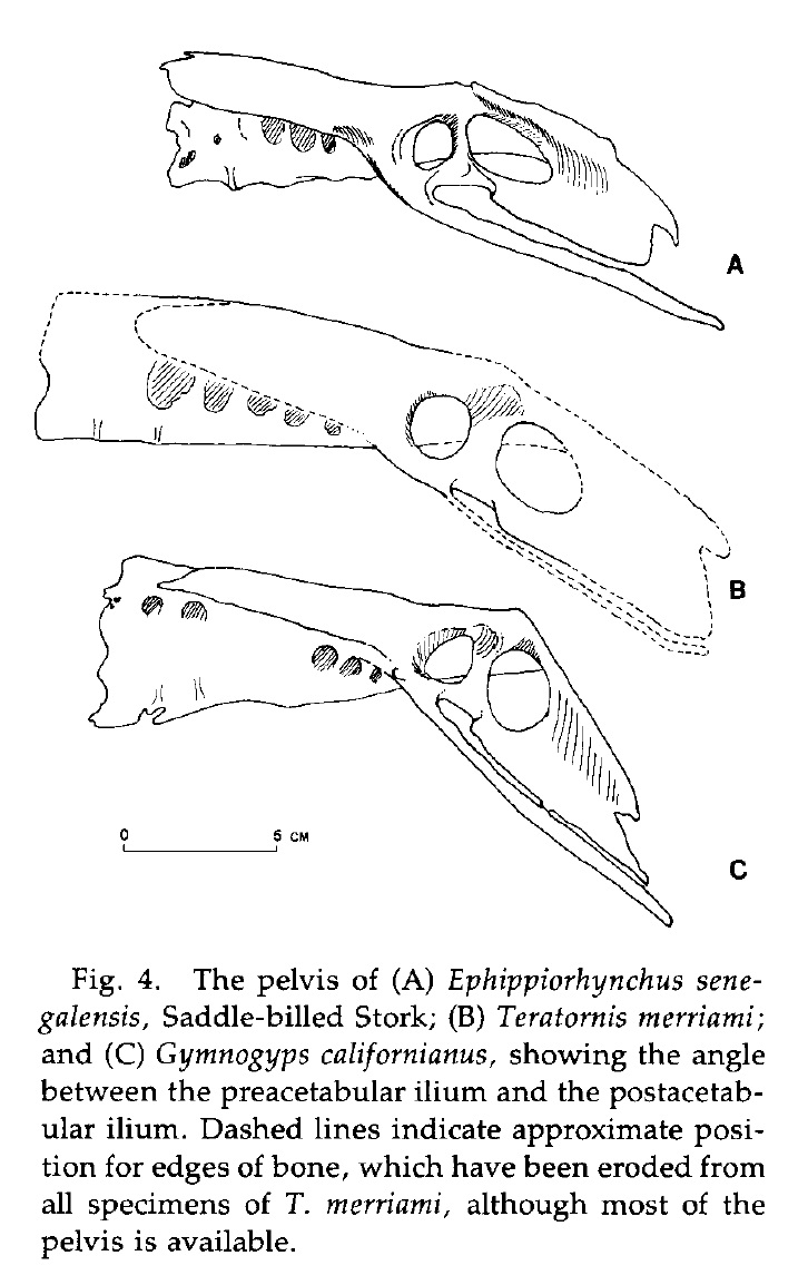 Mark P. Witton's Blog: We need to talk about teratorns