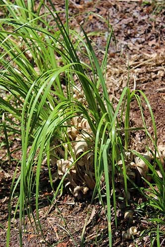 Garden Lady How To Trim Pampas Grass Videos Included
