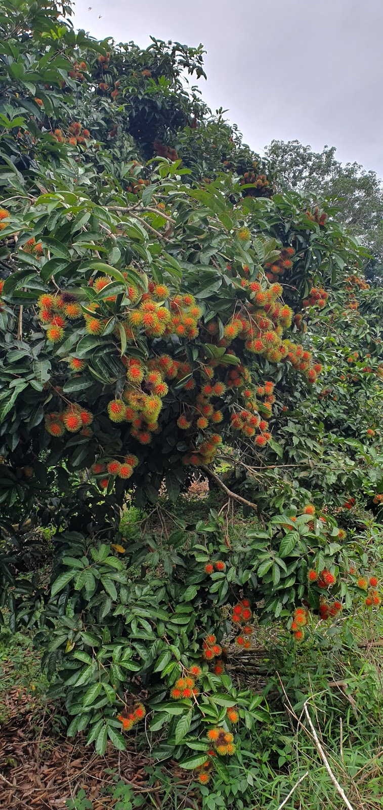Warisan Petani: Buah Rambutan Jarum Emas Hampir Matang