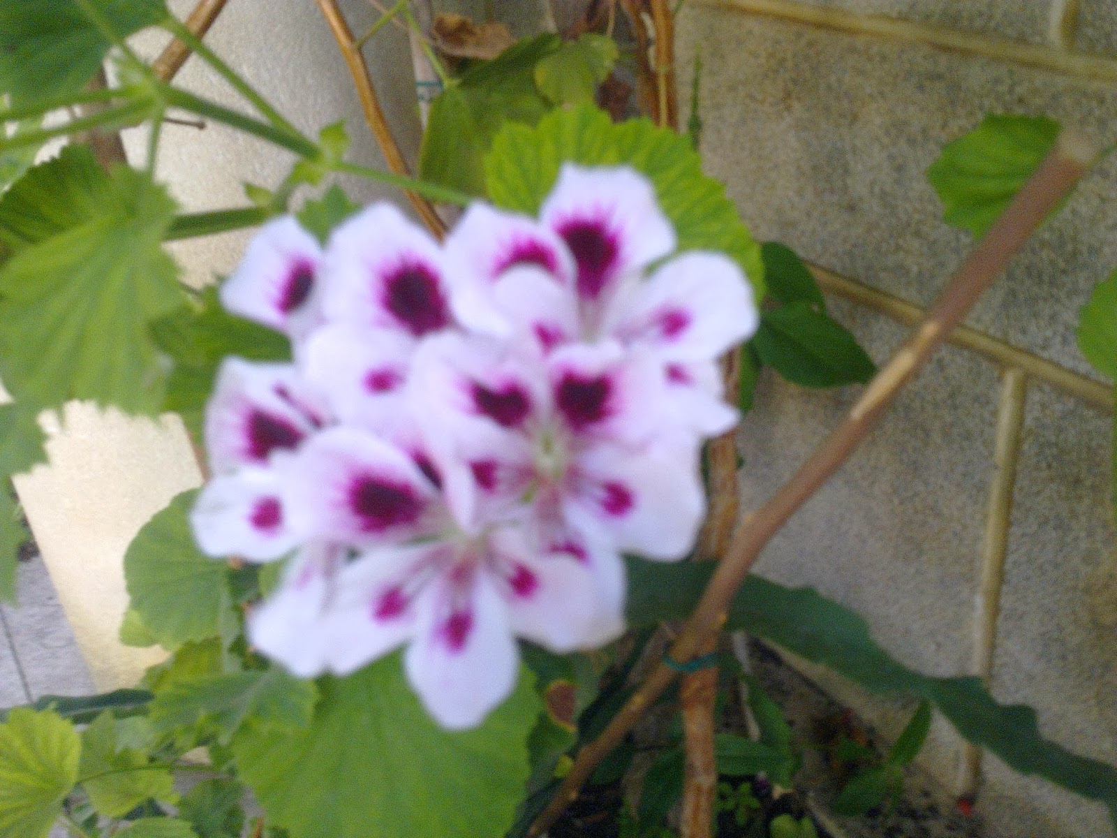 BirantaFotos: Fotos de Malvas e Suas Flores