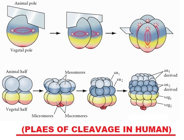 Rusty's Bio-zone: HUMAN REPRODUCTION