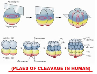 Rusty's Bio-zone: HUMAN REPRODUCTION