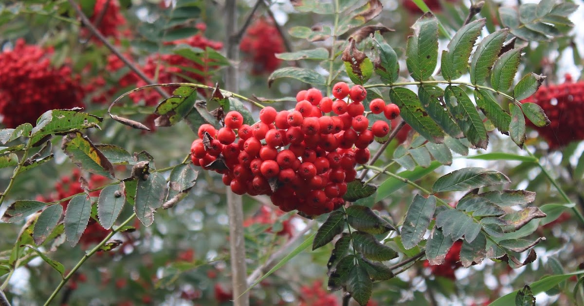 Bomen en Struiken: Wilde Lijsterbes