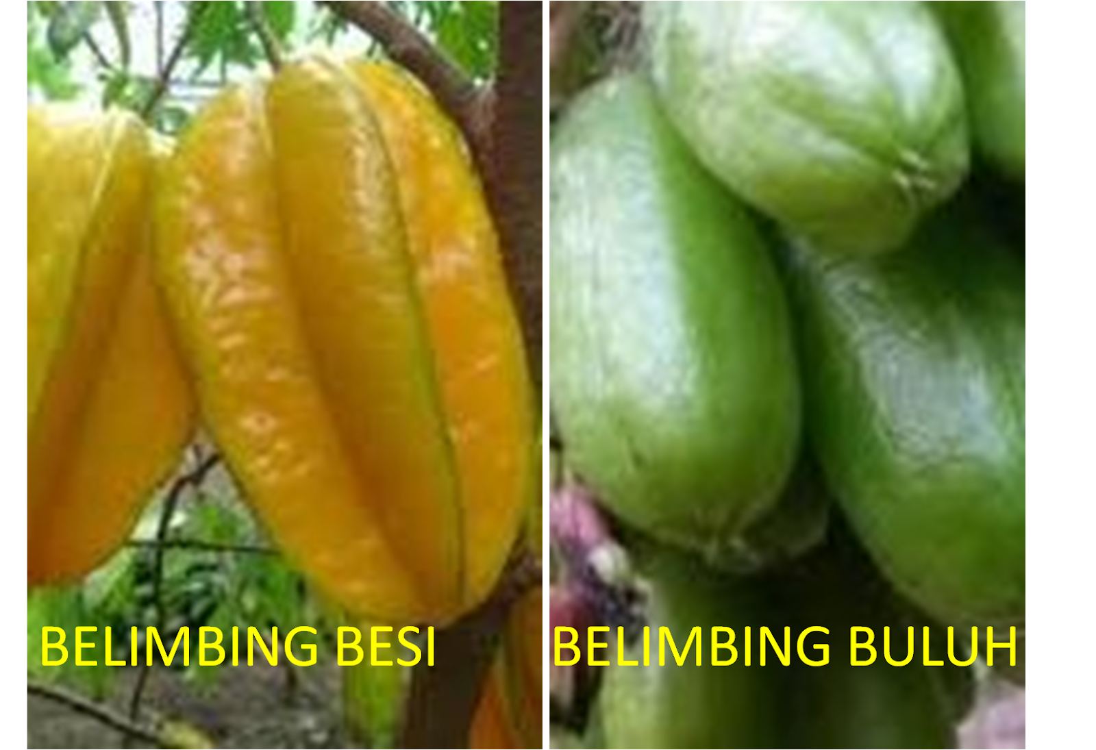 Populer 38+ Belimbing Png