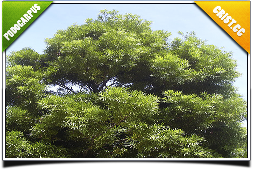 Romerillo ~ Plantas en Peligro de Extinción en Zamora Ch