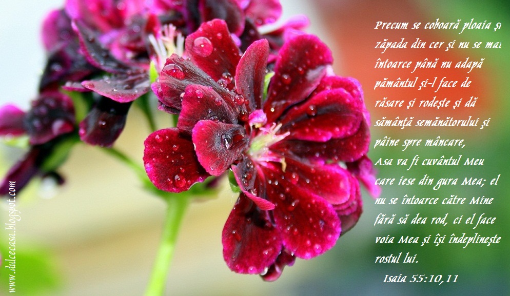 Dulce Casă : inspirație, motivație și încurajare: Duminica - ziua ...