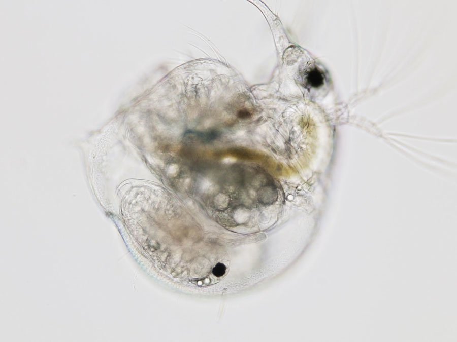 明石・神戸の虫 ときどきプランクトン2: ゾウミジンコ Bosmina sp. の出産