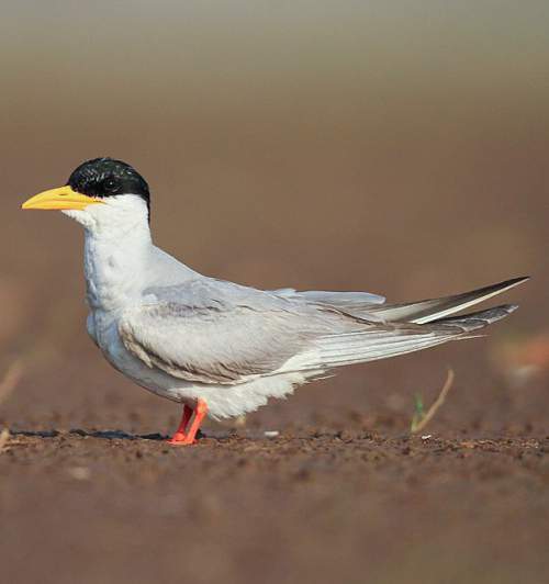 River tern | Birds of India | Bird World
