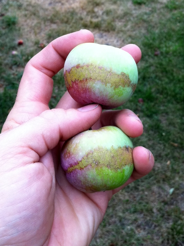 Lee's Orchard, leesorchard, apples: March 2013