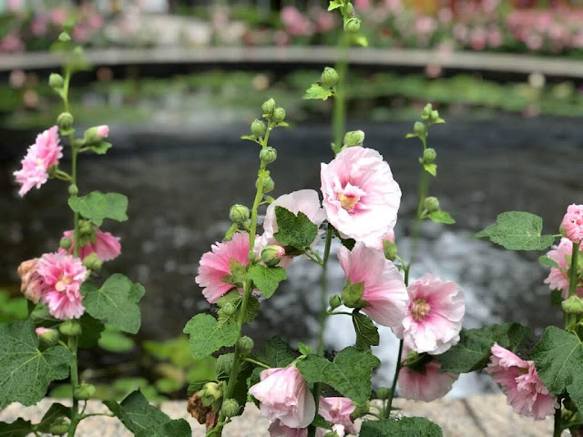 Divagar entre FLORES - ANIMAIS - NATUREZA: 🌸 As elegantes e lindas ...