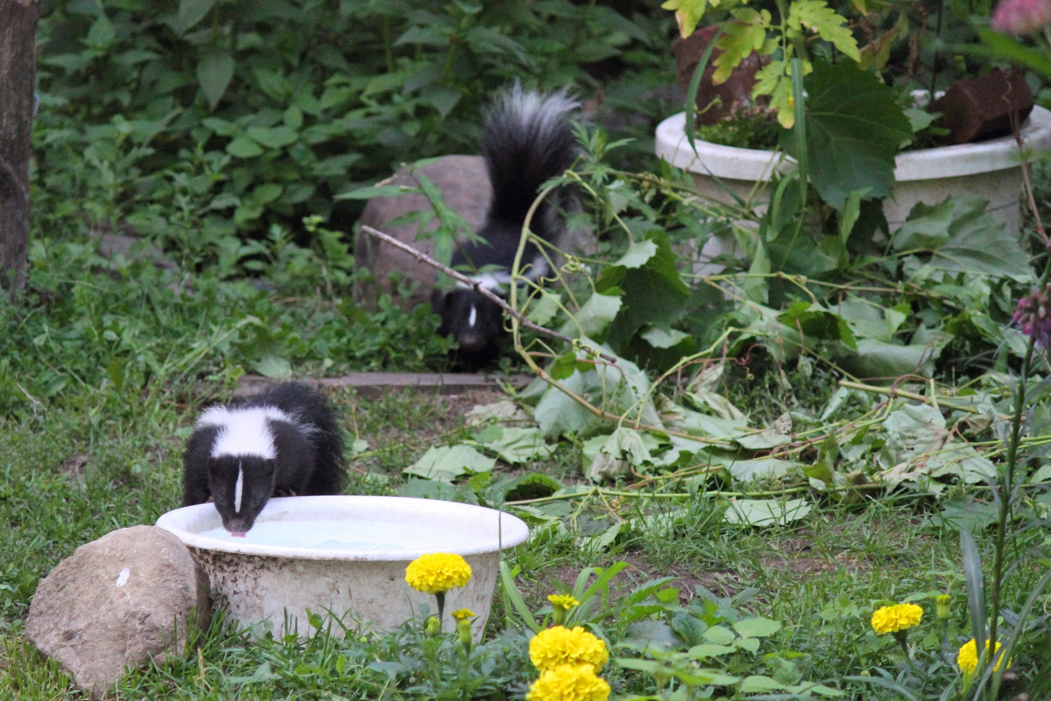 Rob and the Animals: Skunk City 2020