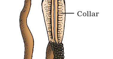 Hemichordata: Classification , Characteristics & Diagrams