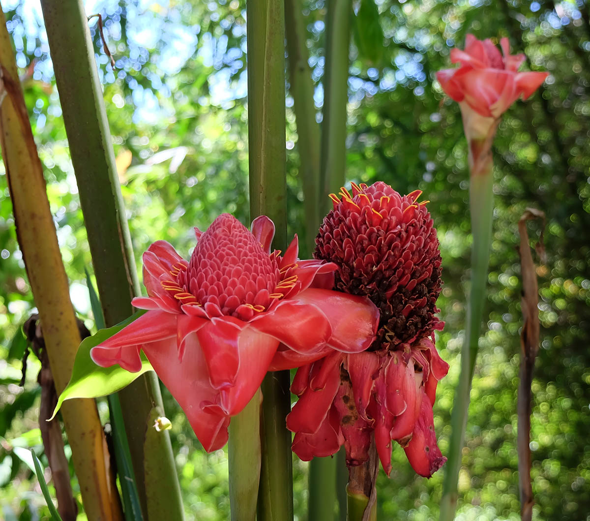 The Scratching Post: Torch Ginger