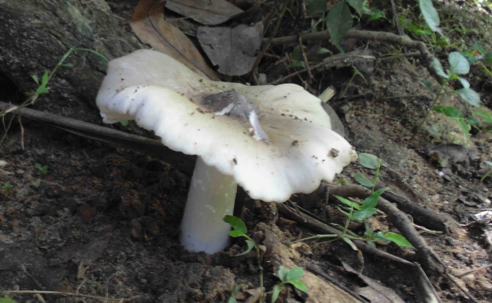 Mushrooms - Bimmal - Hathu - බිම්මල් - හතු