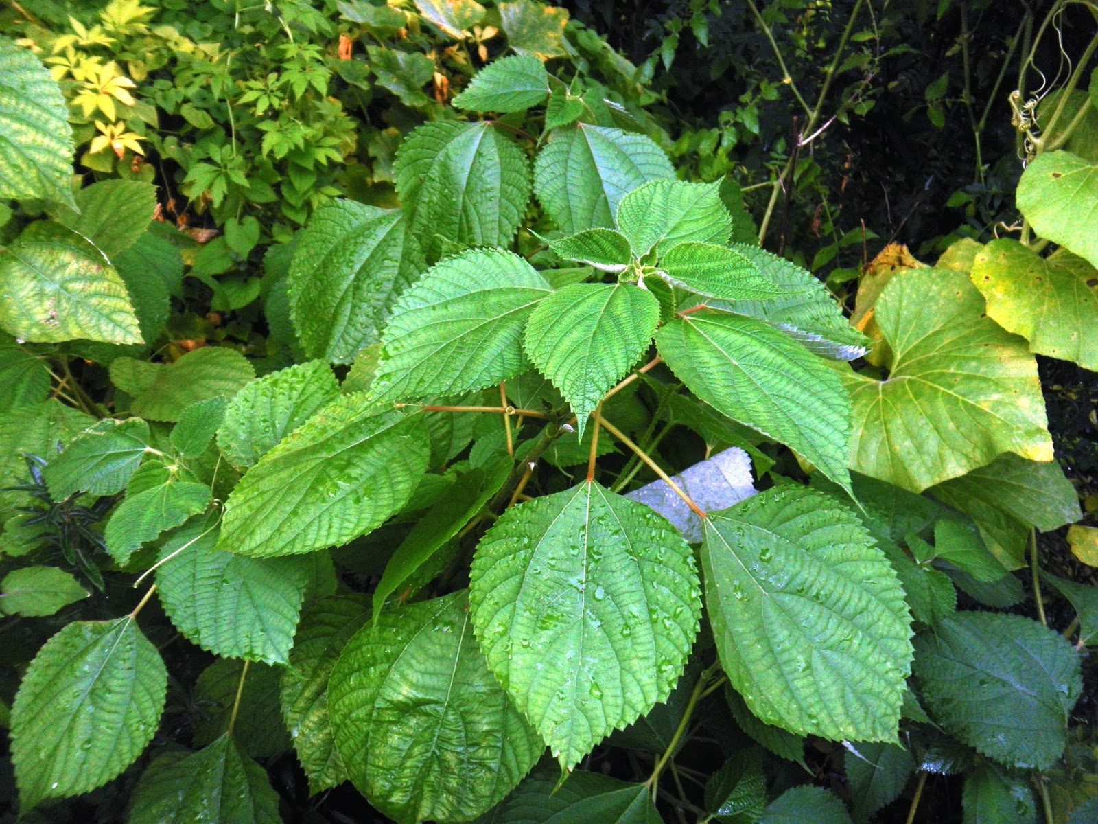 Scirpidiella's Plants: False Nettles - Ramie cousins (Boehmeria sp. div.)