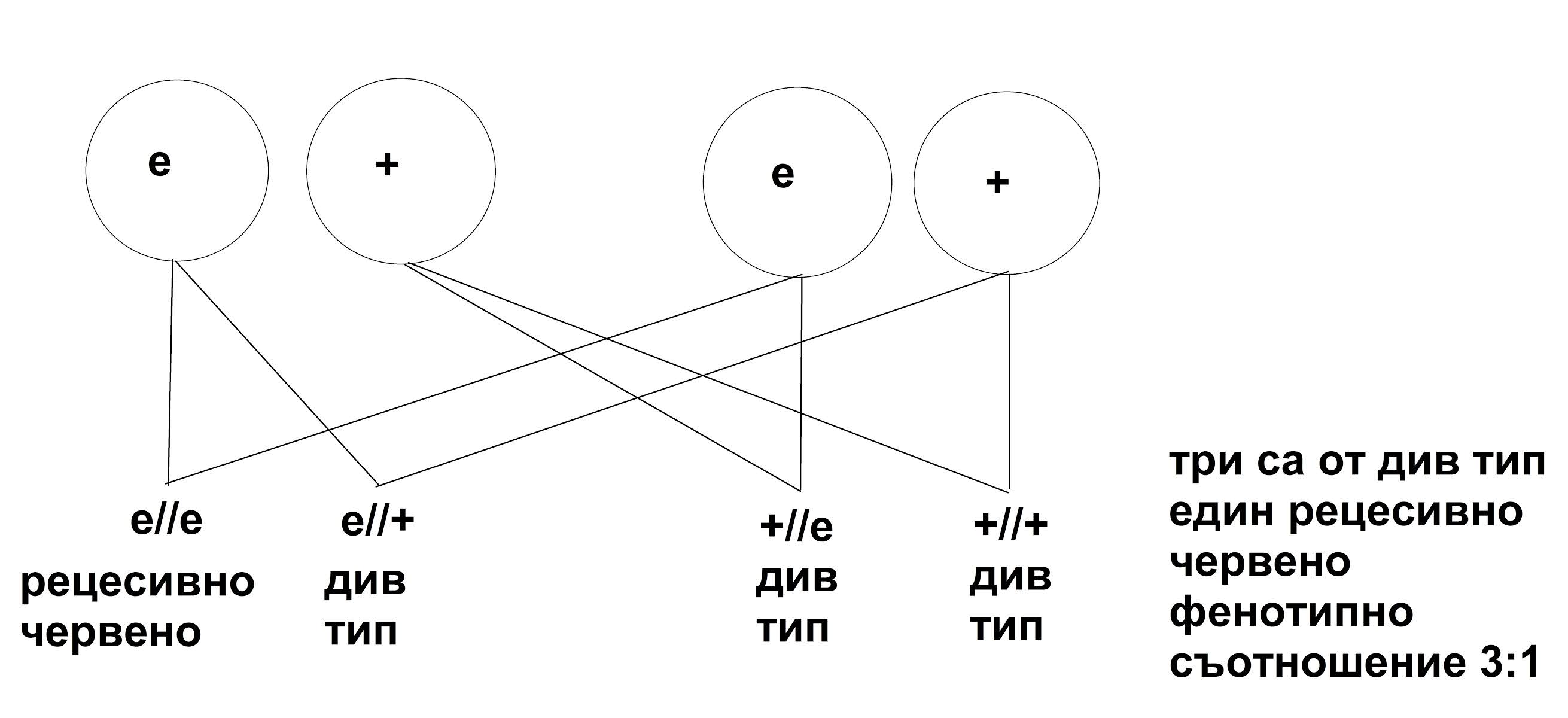 Съвети за отглеждане и здравеопазване на гълъби .: Рецесивно червено ...