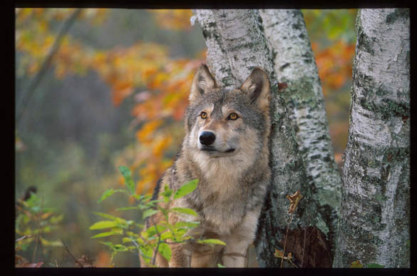 White Wolf : Breathtaking photos of wolves in the woods during the ...