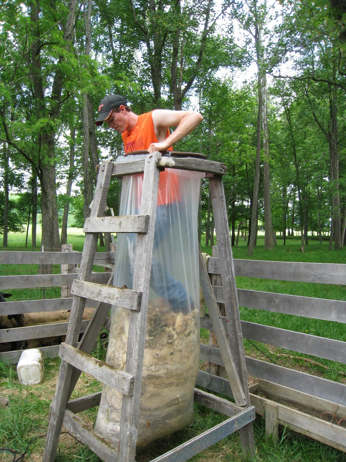 The Singing Farmwife: Dingleberry Duty