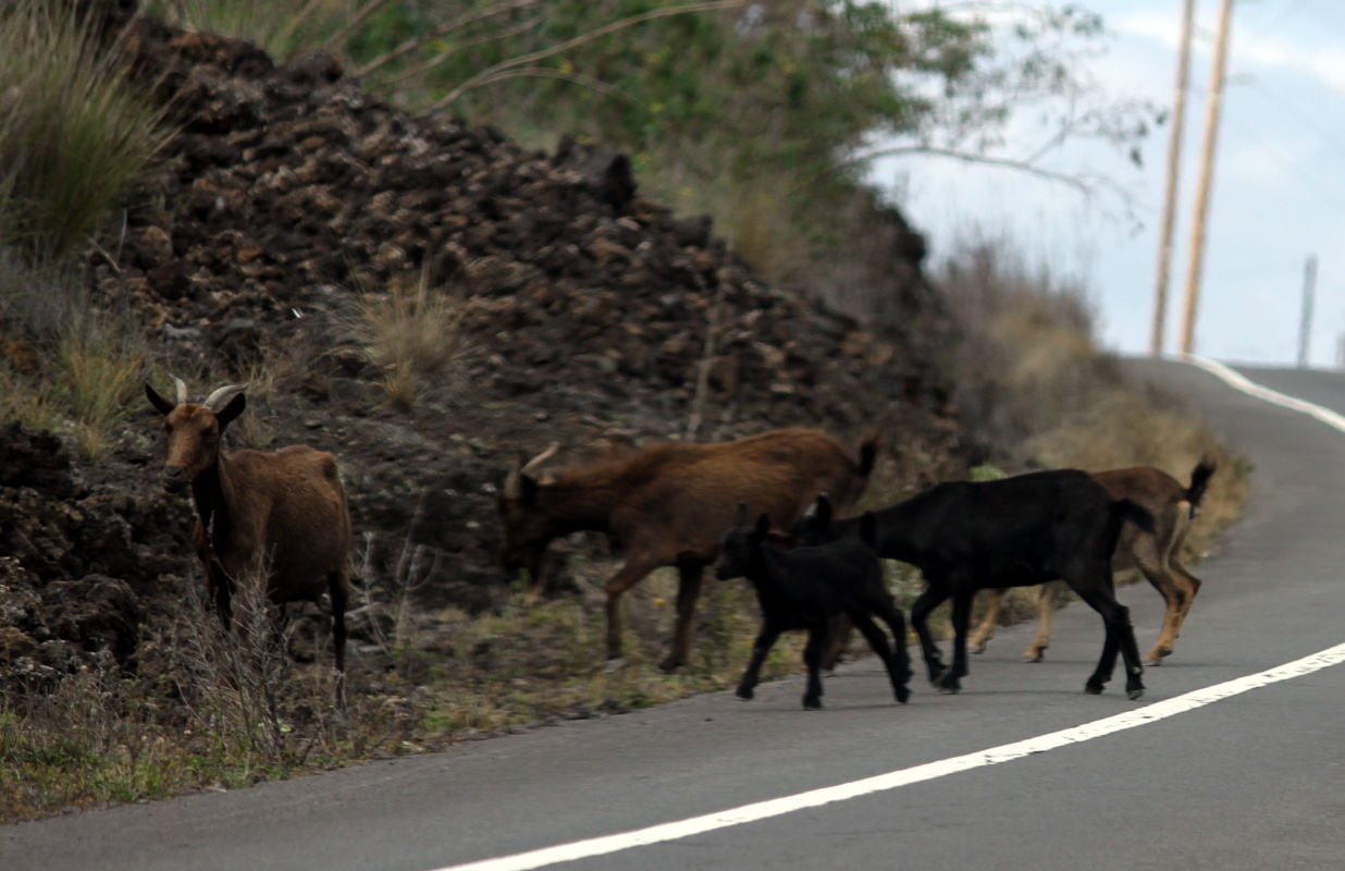 Group of five goats at the side of a curved road. Three goats are brown ...