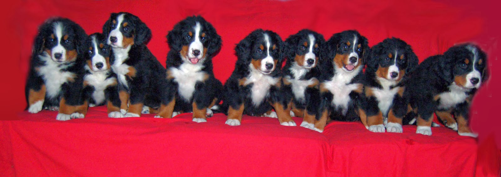 hannah-s-dog-blog-puppy-paradise