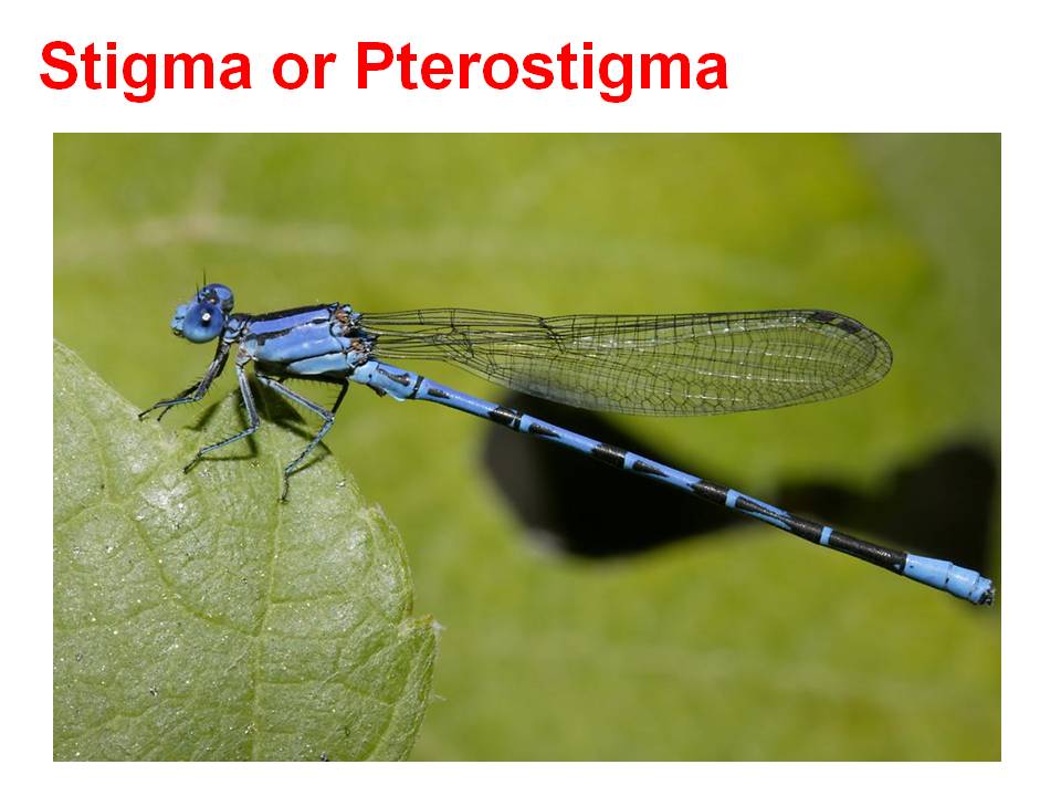 Insect wing, Modifications and Copulation