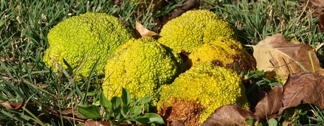 This tree's for turning but watch out for the monkey brains