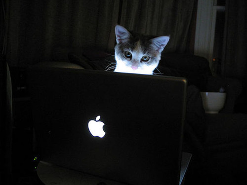 Funny Pictures of Cat and Technology | Amazing Creatures