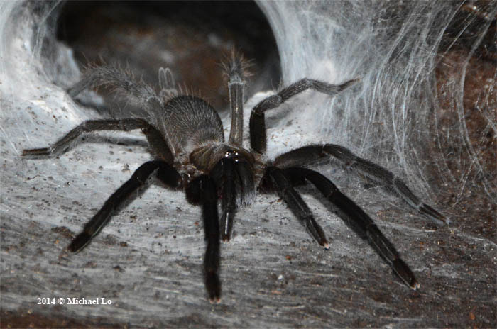 Giant Cave Spider
