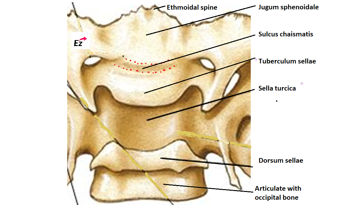 easyhumanatomy: Anatomy of sphenoid