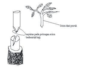 Cara Menyambung tanaman (Mengenten)