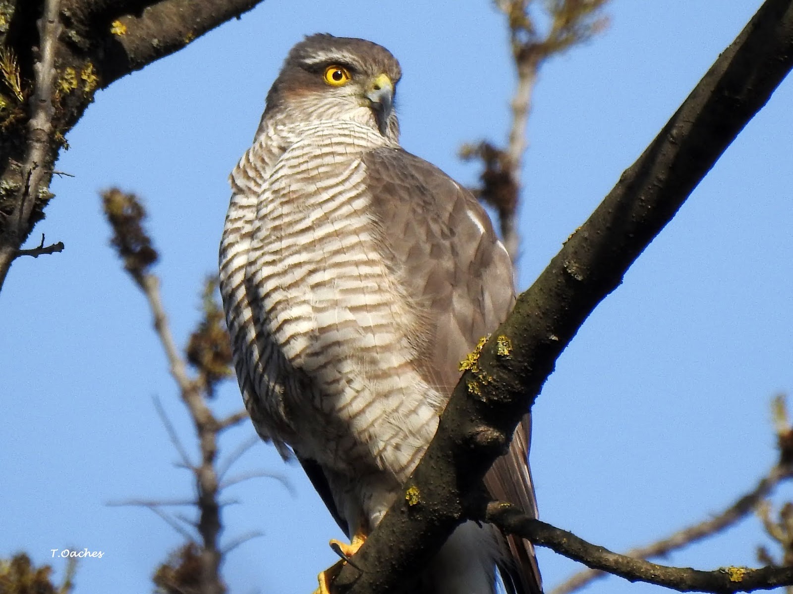 PASARI DIN ROMANIA: ULIU PASARAR (1), Accipiter nisus