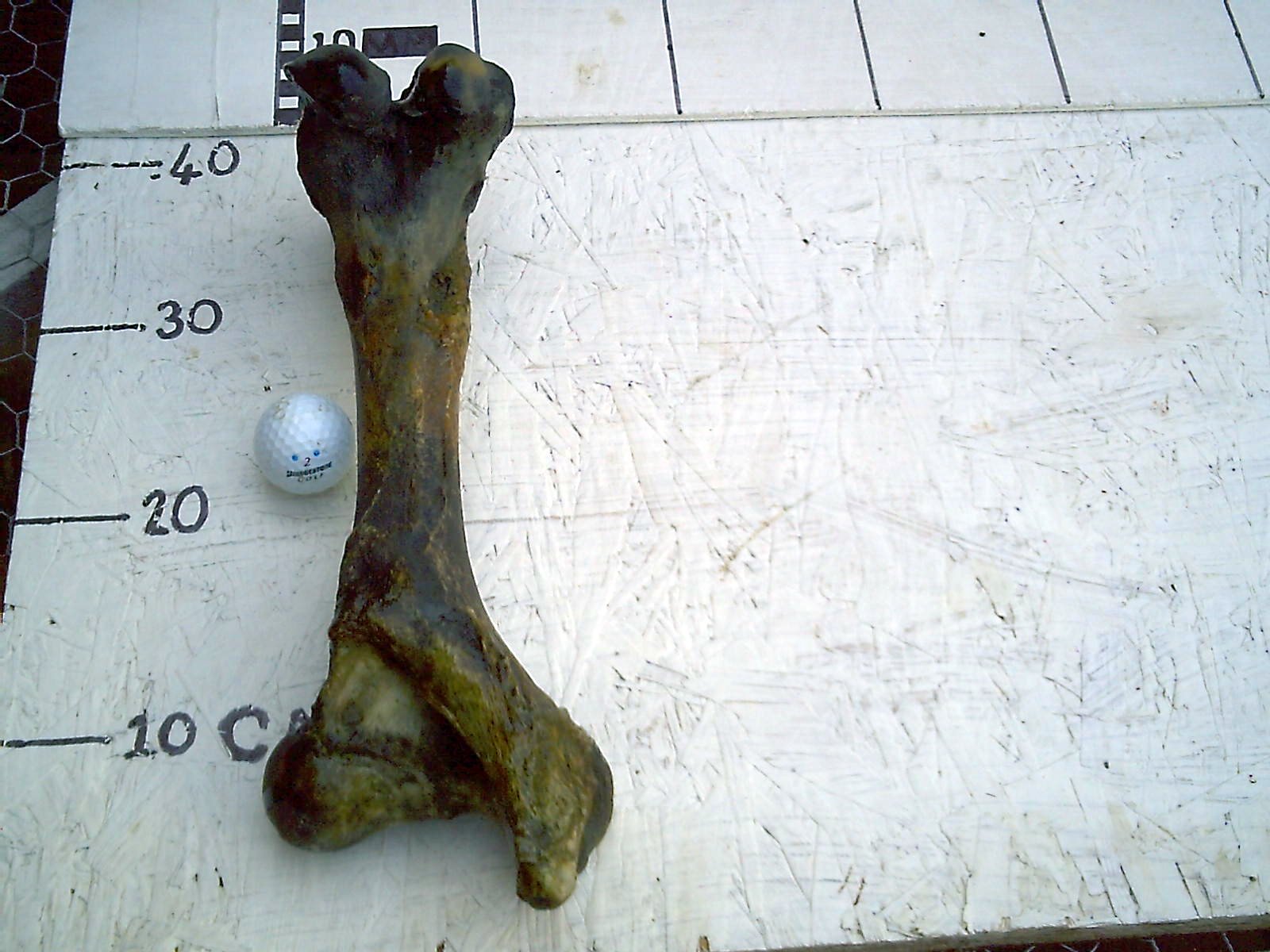 HISTORY OF A BECK: Bovine Femur