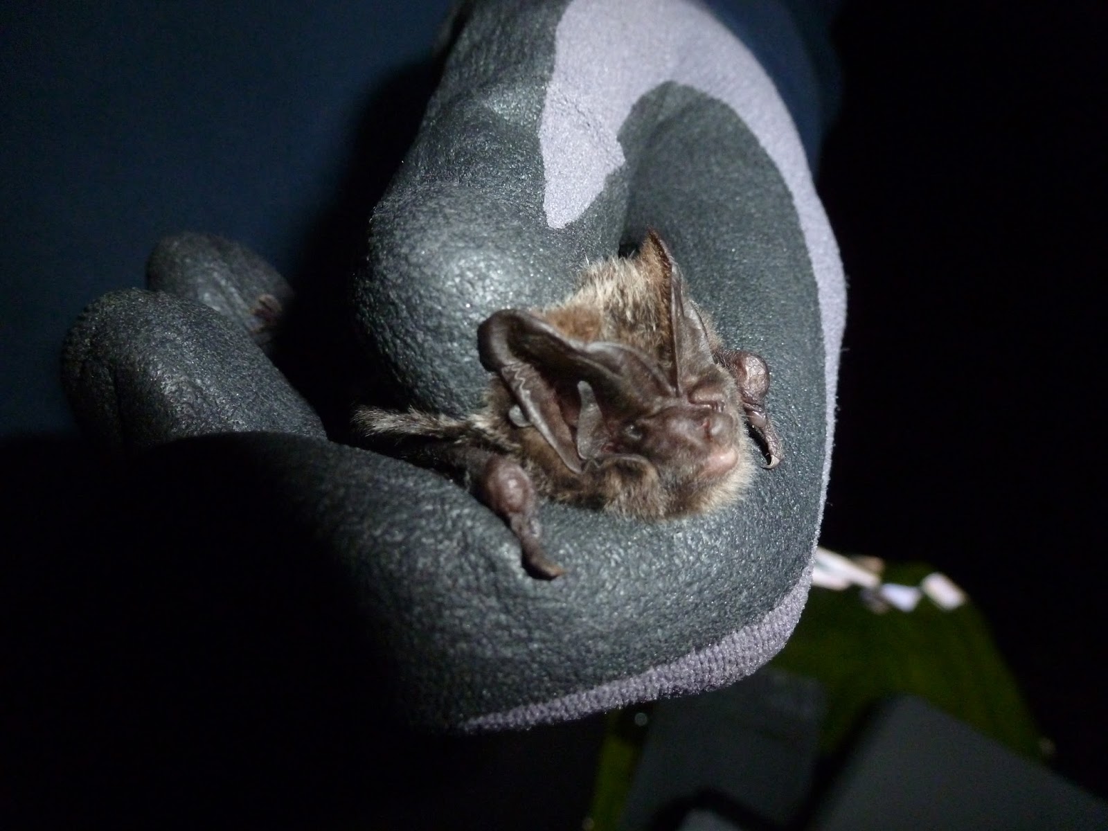 Brandt's, Whiskered and Alcathoe bats: My MSc research: The first six ...