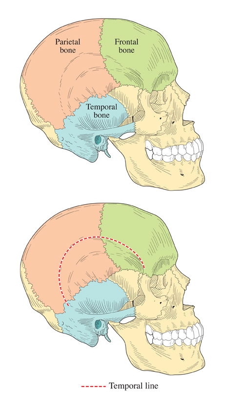 Human Anatomy for the Artist: The Temporal Line: There's a Kansas City ...