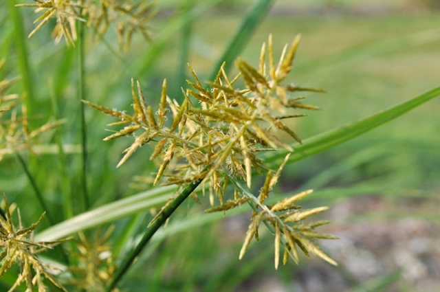 Propriedades da Junça (Tiririca) - Saúde em beleza