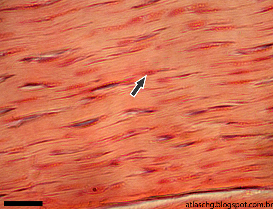 Atlas de Citologia e Histologia: Tecido muscular