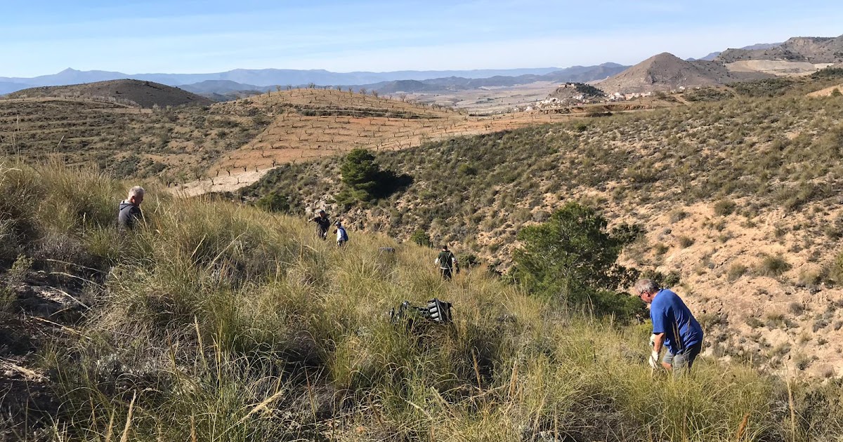 sólo Árboles: Matorrales, la vegetación más despreciada también la más ...