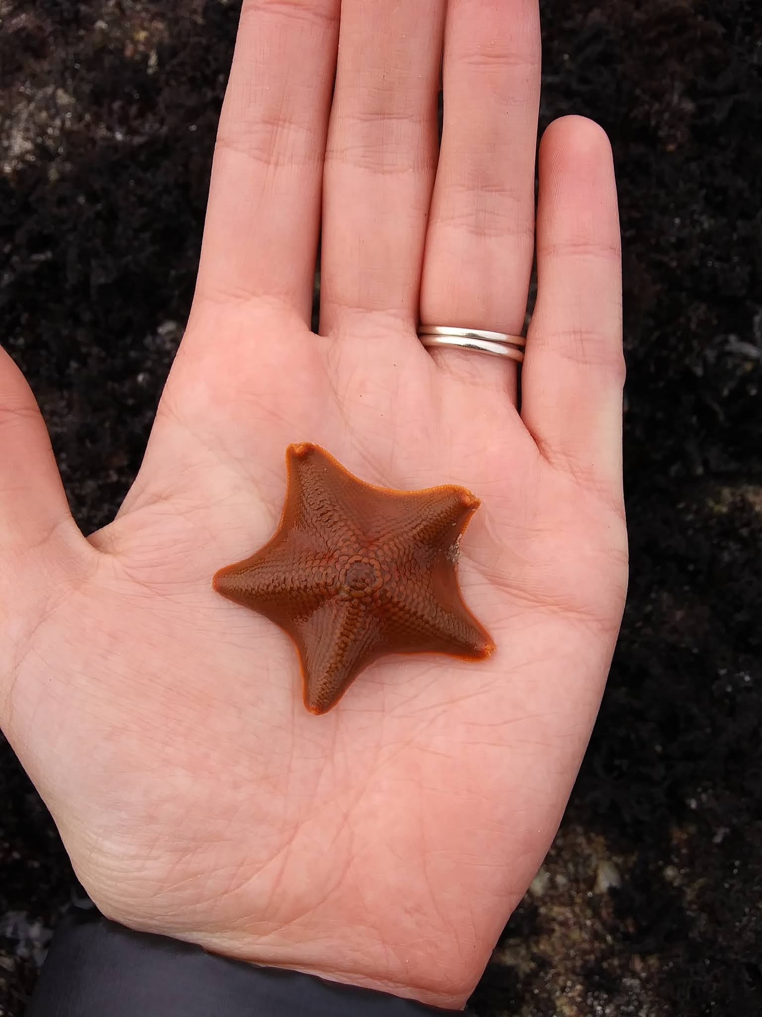 Tidepool Treasures: Bat Stars