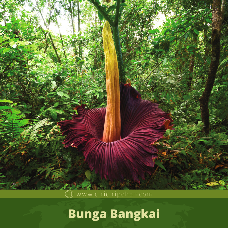 Daftar Tanaman Asli Indonesia Yang Populer Di Luar Negeri ...