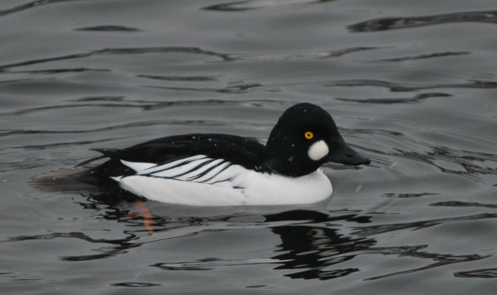 På fugletur - og om naturen: Kvinand - vinteranda fremfor noen!