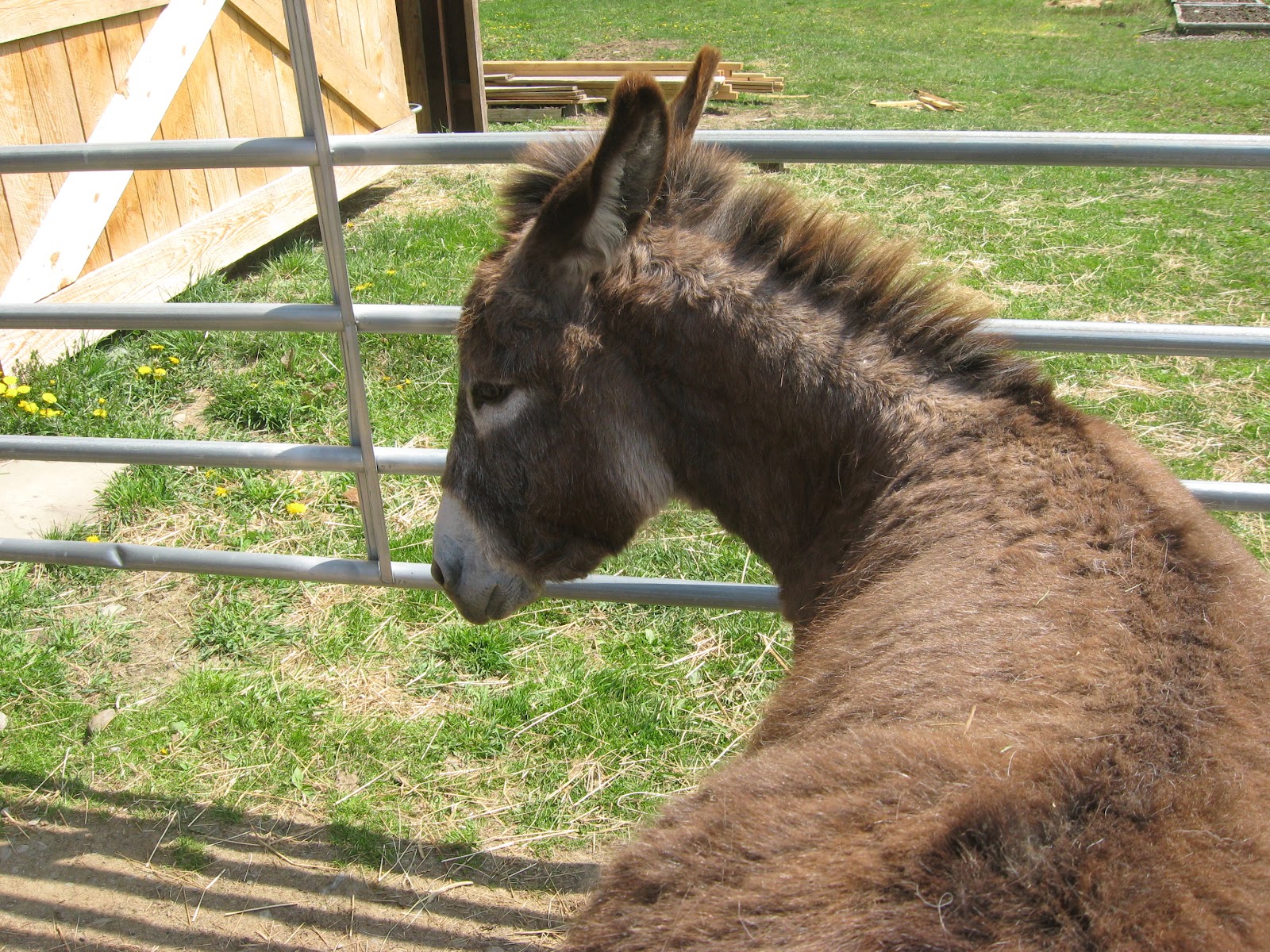 The Dancing Donkey: Donkey of a Different Color