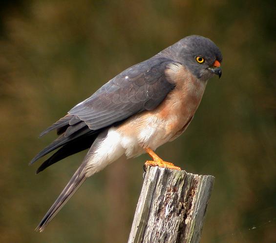 Dion diondy: Hewan-hewan langka yang bisa dimiliki Indonesia