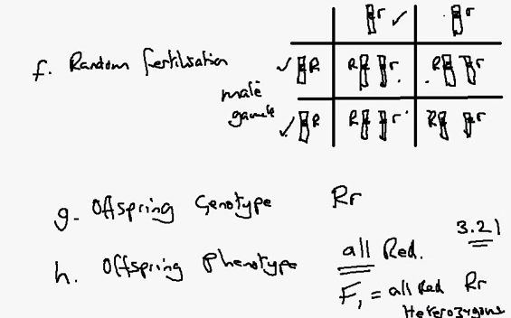 Michelle's Biology (:: 3.19a) P1 x P1 Cross