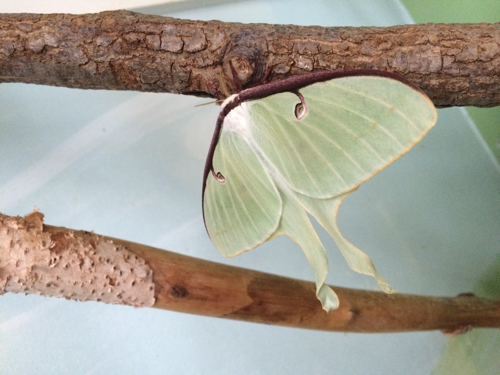 The Drawing Zoo: Moth Conservation Project
