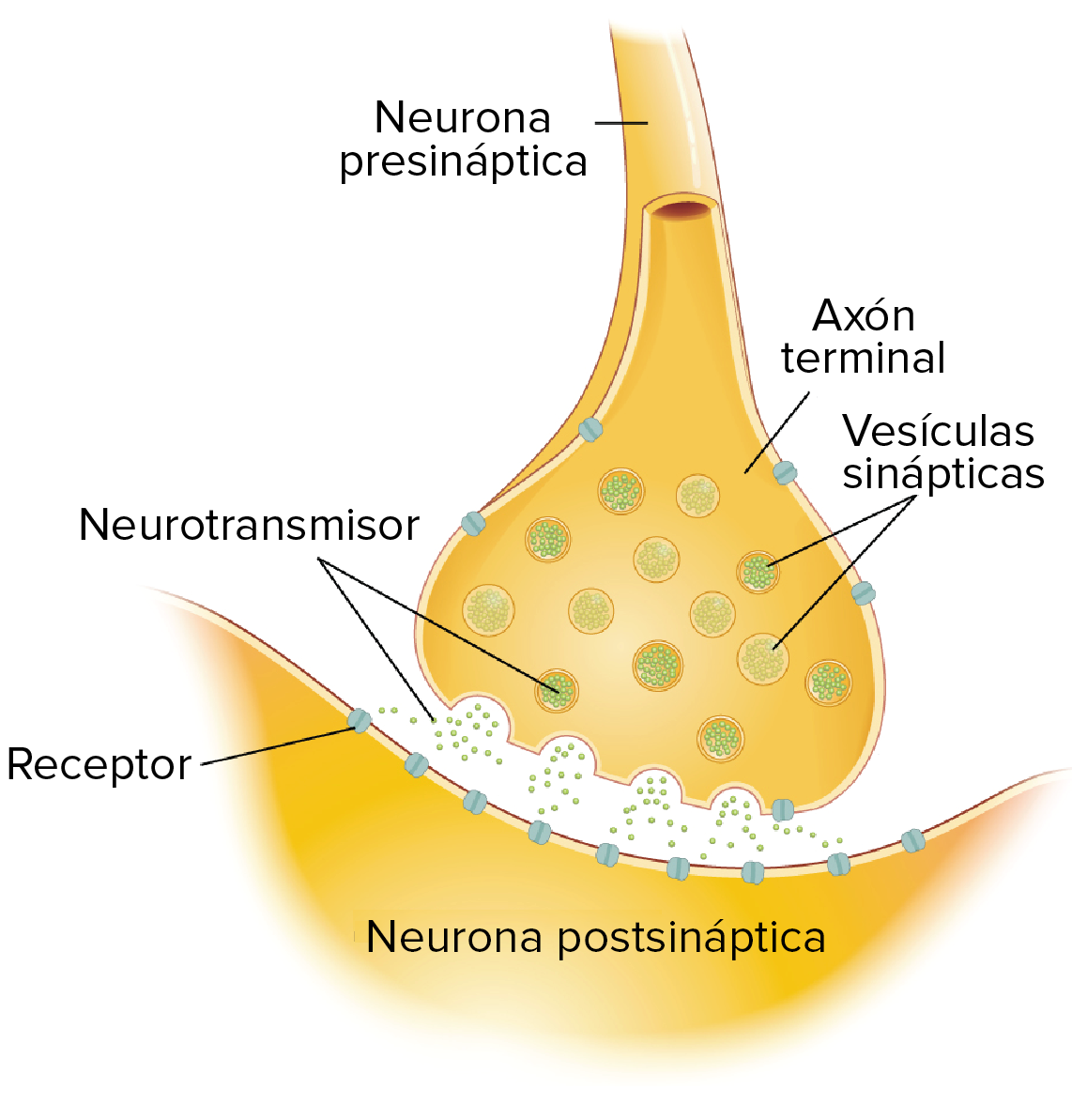 PRINCIPIOS ANATOMOFISIOLÓGICOS DEL SISTEMA NERVIOSO.