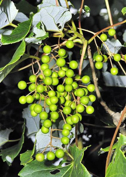 Igiri Tree - Tree Directory