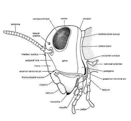 2. External Morphology of an Insect