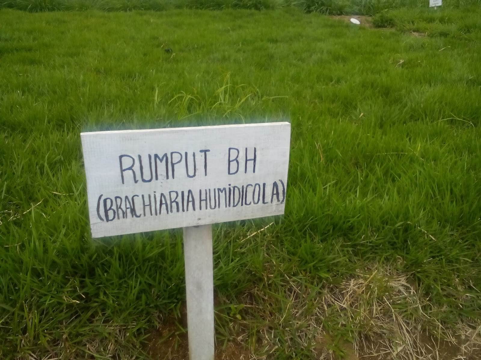 UPTD PETERNAKAN WIL III LEBAK: Mengenal Jenis-jenis Rumput Berkualitas ...