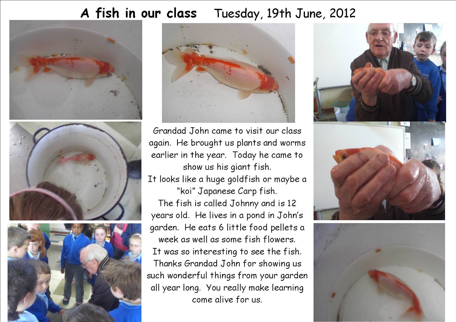 Science Projects: Fish in Senior infants